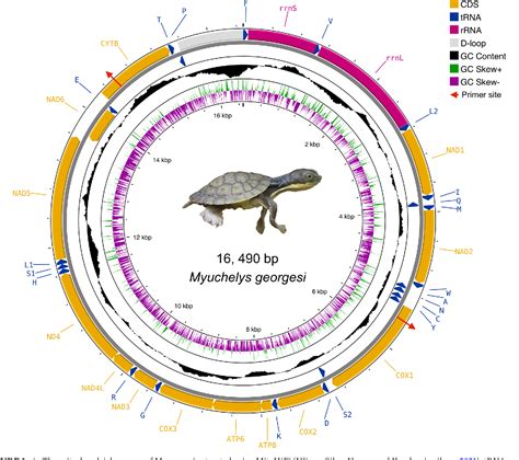 Figure 1 From A Genomic‐based Workflow For Edna Assay Development For A