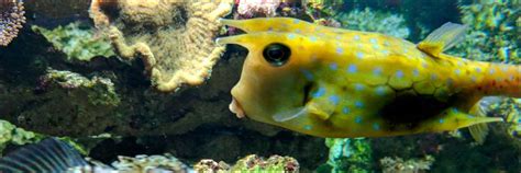 Cómo Internacionalizar Una Aplicación Angular Con Angular Cli