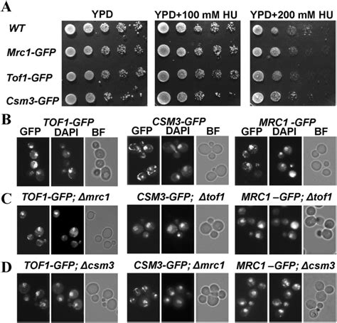 Independent Nuclear Localization Of The Subunits Of The Tof1 Csm3 Mrc1 Download Scientific