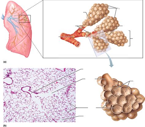 Alveoli Structure And Histology Diagram Quizlet