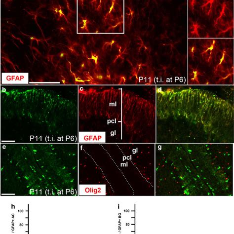 Olig2 Expressing Ng2 Cells Primarily Generate Oligodendrocytes In The Download Scientific