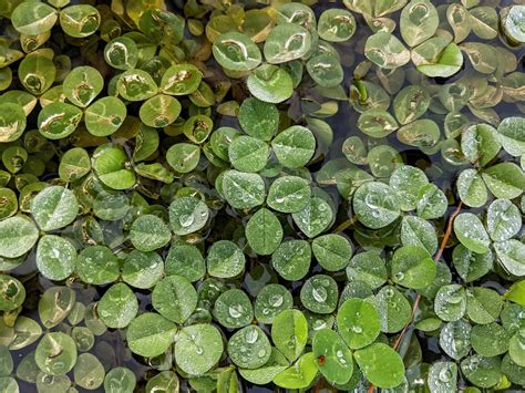 물 클로버 토끼풀 Pixabay의 무료 사진 Pixabay