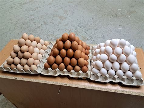 Яйцо куринное опт, яйце куряче розн.: 20 грн. - Продукти харчування ...