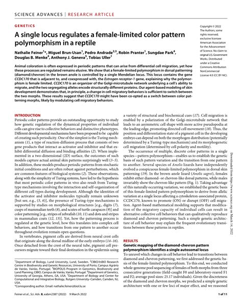 Pdf A Single Locus Regulates A Female Limited Color Pattern