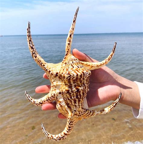 Rare 12 15 Cm Natural Large Conch Shells Natural Water Conch Etsy