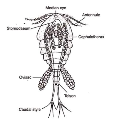 Cyclops Habitat Morphology Diagram Biology Notes Online