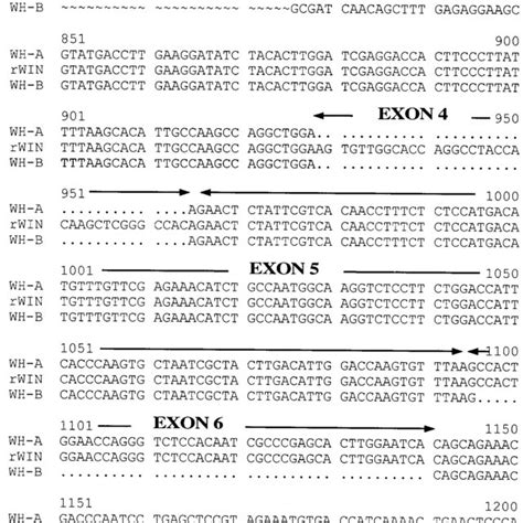 schematic showing the potential spliced regions in the rwin sequence