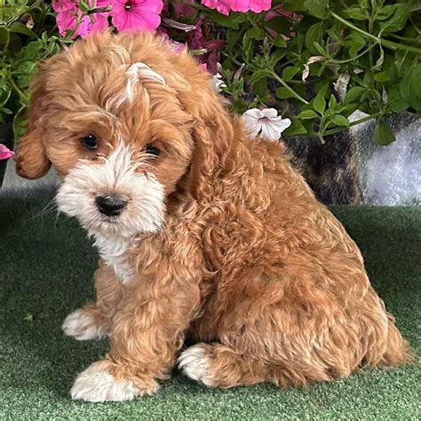 Patty Cockapoo Puppy For Sale In Ovid Ny Lancaster Puppies