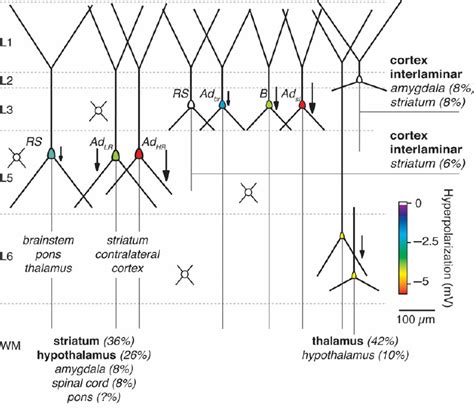 Adenosine Decreases Cell Excitability Of Pyramidal Neurons In A Layer Download Scientific