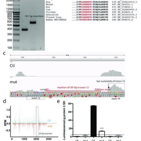 Ribosomal Profiling In Secisbp2 Mutant Hap1 Cells A Sephs2 B Gpx4 Download Scientific