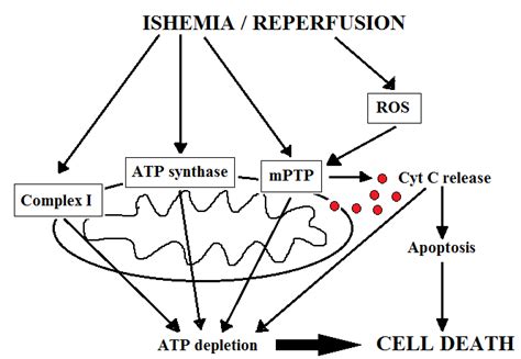 Scheme Of Ischemiareperfusion Targets In Heart Mitochondria Leading To