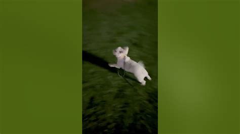 할머니들 앞에서 재롱잔치 Youtube