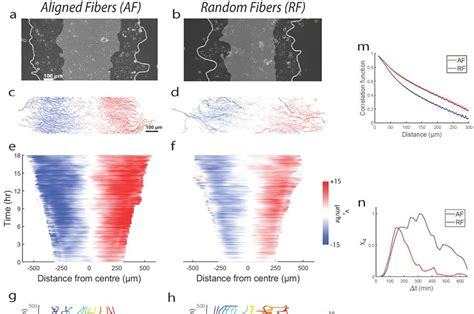May The Force Not Be With You Cell Migration Doesnt Only Rely On