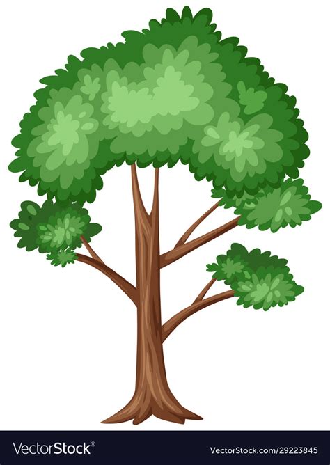 Big Tree With Many Branches On White Background Vector Image