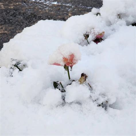 Plave Community Post 플리들 플레이디오 듣다가 화병 꽃 관리법 공유해드립니다 화병에 있는 꽃을 오래 보관 하는 방법 1 화병에 물과 락스 1방울을