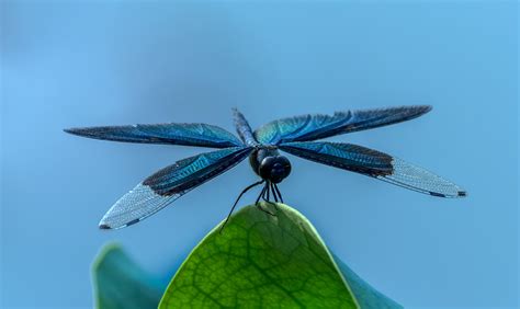 黑丽翅蜻 Lightroom摄影photoshop后期