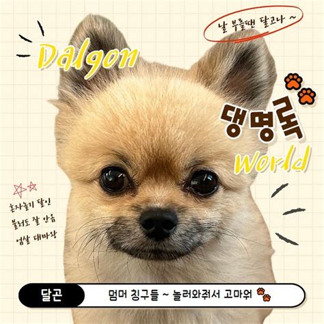 크림세이블 포메 달곤 ̈♥ 달고니 날ㄷㅏ 〰️ 엄빠랑 주말 애카에서 뛰뛰 🐾 임모 ~ 늘 먹던 멍푸치노 한잔이요☕️ 찹찹 오널도 불태웠달곤 ️‍🔥 포메달곤