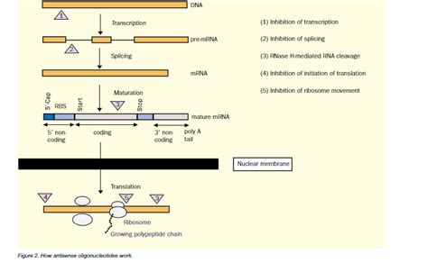 Oligonucleotide Therapy