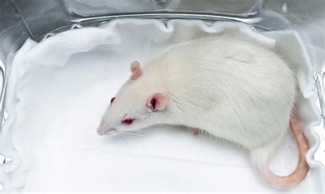 Bioethics Issues Edukite