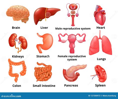 Vector Internal Organs Collection In Cartoon Style Anatomy Of Human