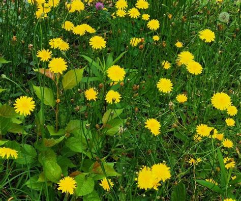 茎の長いタンポポ花盛り Limnology 水から環境を考える