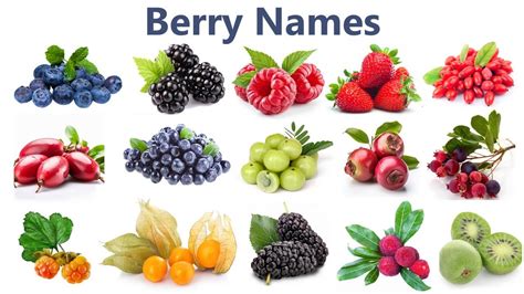 Types Of Berries List Of Berry Name In English Berries Name With Pictures Youtube