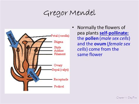 Genetics Chapters 9 And Ppt Video Online Download