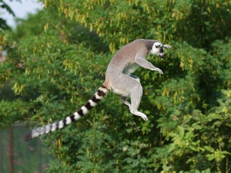 Jumping Ring Tailed Lemur Stock Image Image Of Background 36049031