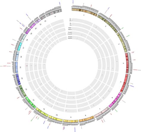 The Differentially Mutated Genes Between Breast Cancer Subtypes A
