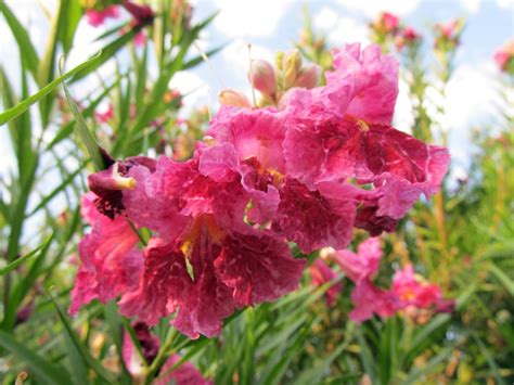 Chilopsis Flowers 2 Awkward Botany