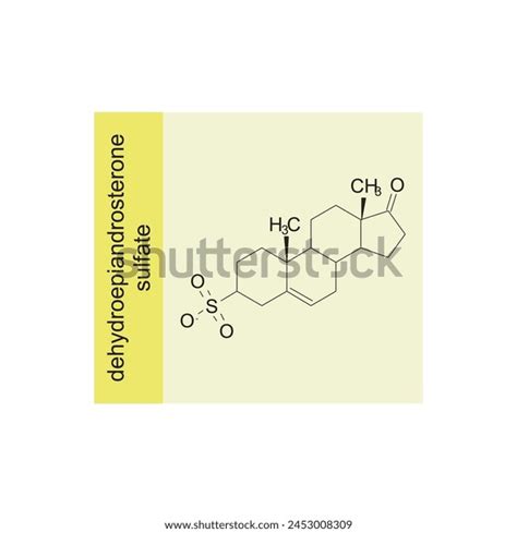 Dehydroepiandrosterone Sulfate Skeletal Structure Diagramsteroid Hormone Stock Vector Royalty