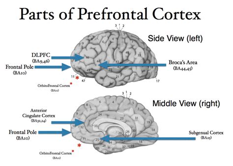 Parts Of The Brain Prefrontal Cortex At Sebastian Nanson Blog Parts Of The Brain Prefrontal Cortex At Sebastian Nanson Blog