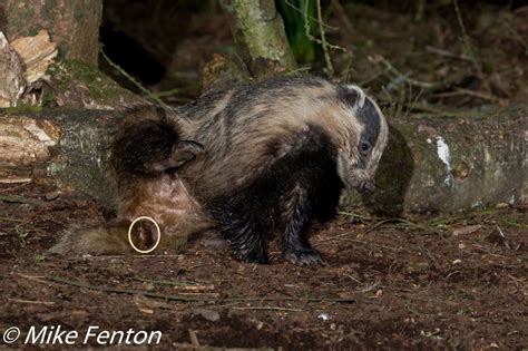 European Badger Sexing Wildlife Online