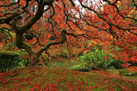 Portland Japanese Garden Visitor Guide With Ticket Prices Hours And