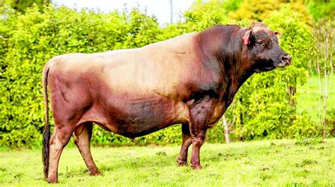 Lics Elite Bull Team Has Record Intake All Things Property Under Oneroof