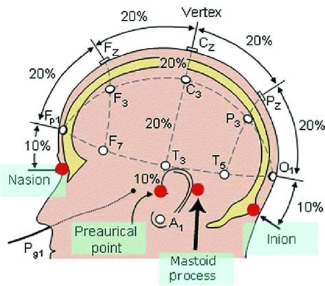 3 19 Scalp Eeg Sensor Locations Download Scientific Diagram
