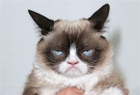 Grumpy Cat Wallpapers Top Free Grumpy Cat Backgrounds Wallpaperaccess