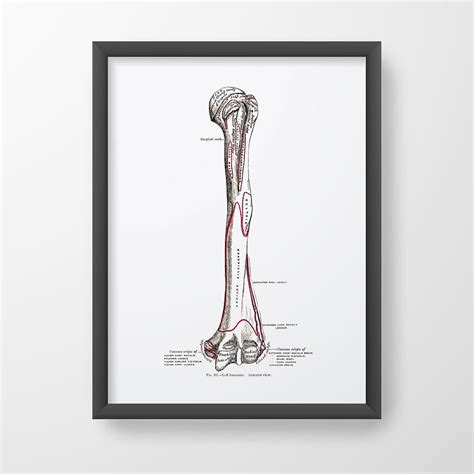 Arm Bone Humerus Anterior Ortho Vintage Human Anatomy Art Print