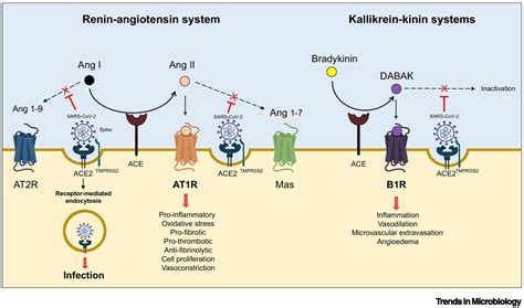 Sars Cov 2 And The Spike Protein In Endotheliopathy Trends In Microbiology