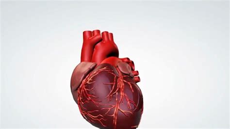 Heart Health For Women Differs From Men Ntd