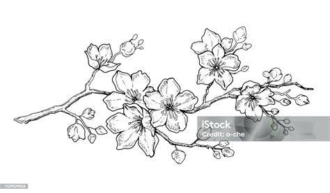 체리 꽃 꽃 식물 예술 봄 아몬드 사쿠라 사과 나무 가지 손으로 그리기 낙서 벡터 일러스트 레이 션 귀여운 검정 잉크 예술 흰색 배경에 고립 현실 꽃 꽃 밑그림입니다 벚꽃에