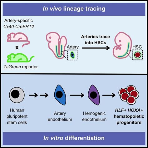 Lineage Tracing Hematopoietic Stem Cell Origins In Vivo To Efficiently