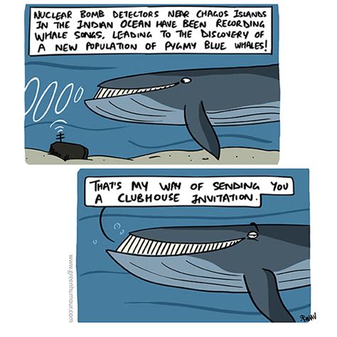 Green Humour Pygmy Blue Whales In The Indian Ocean