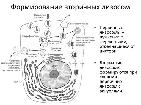 Аппарат Гольджи Лизосомы Вакуоли презентация онлайн