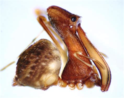Newly Discovered Pelican Spiders Of Madagascar Smithsonian Institution