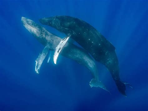 These Photos Are The First To Show Humpback Whales Mating—and Both Are