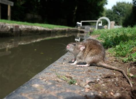 Norway Rat An Adaptable Rodent Found All Over The World Life In Norway