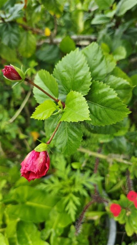 Hybrids Red Hibiscus Rosa Sinensis Flower With Multi Petals Stock