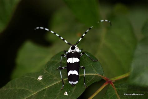 Black And White Striped Beetle Suburban Nature Explorations