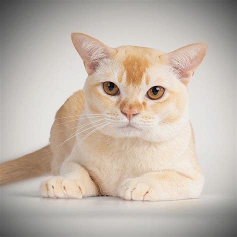 What Color Are Burmese Cats At Betty Fitzpatrick Blog
